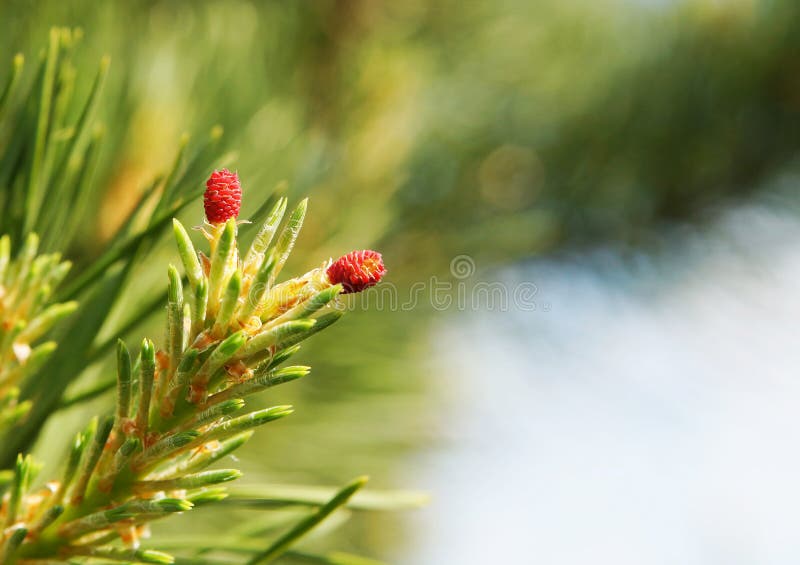 Macro of Blooming on a Pine Tree Stock Photo - Image of spring, bloom ...