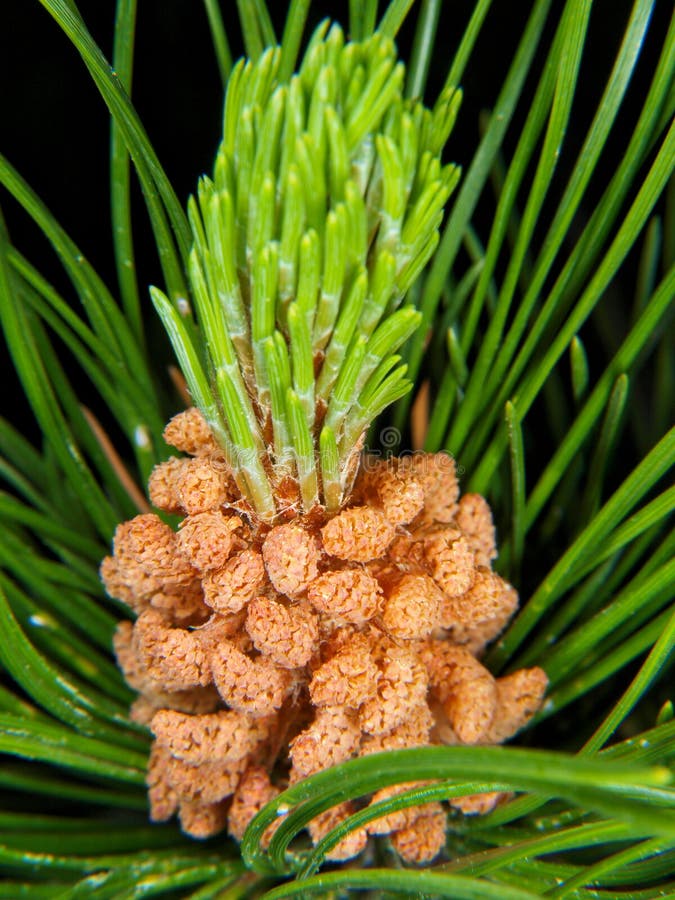 Macro of Blooming Pine Tree Stock Image - Image of spring, natural ...