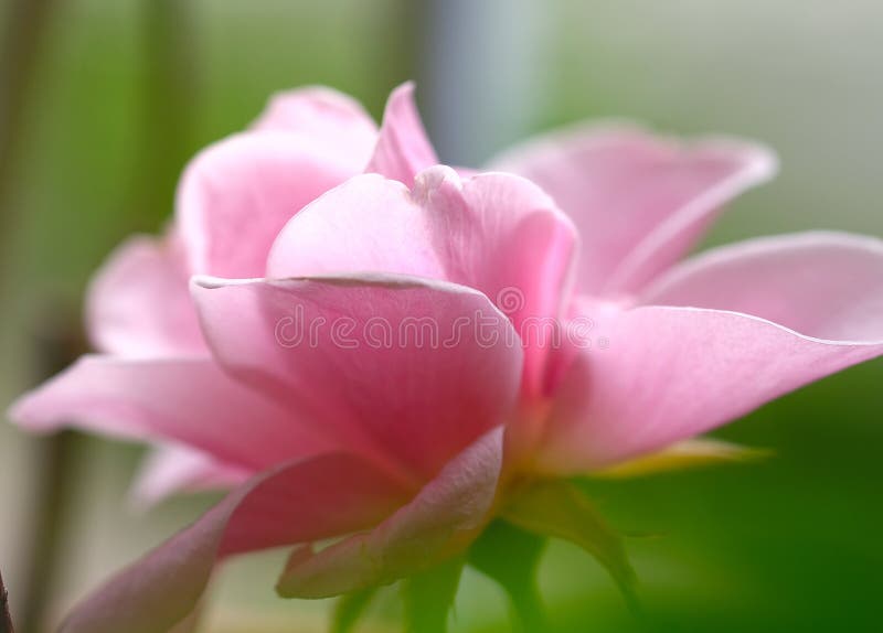 Macro Blooming Pink Rose Close Up. Pink Rose Head Blooming. Stock Photo ...