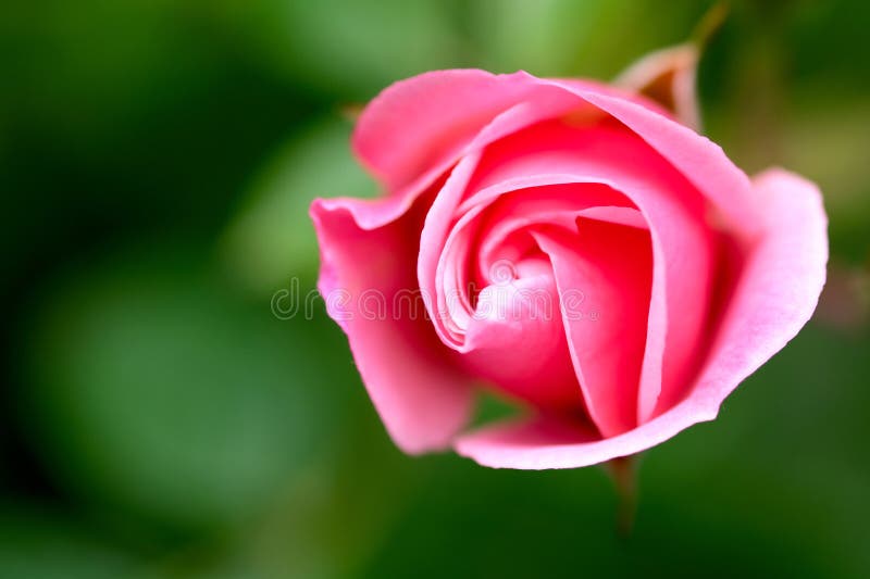 Macro Blooming Pink Rose Close Up. Pink Rose Head Blooming. Stock Image ...