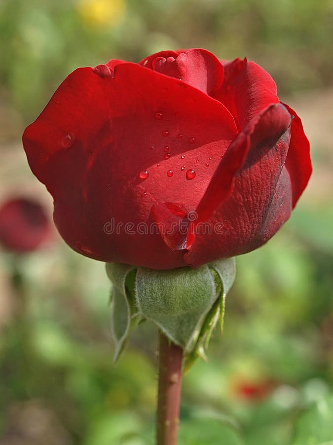 Wonderful Blooming Red Rose Stock Photo - Image of decoration, gift ...