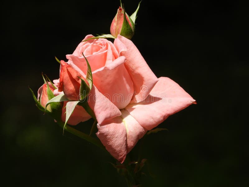 Macro roses stock photo. Image of pink, rose, flower - 338893906