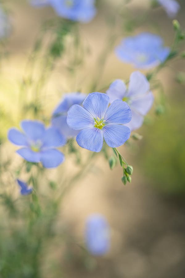 Blossom blue wildflowers stock photo. Image of card - 193277336