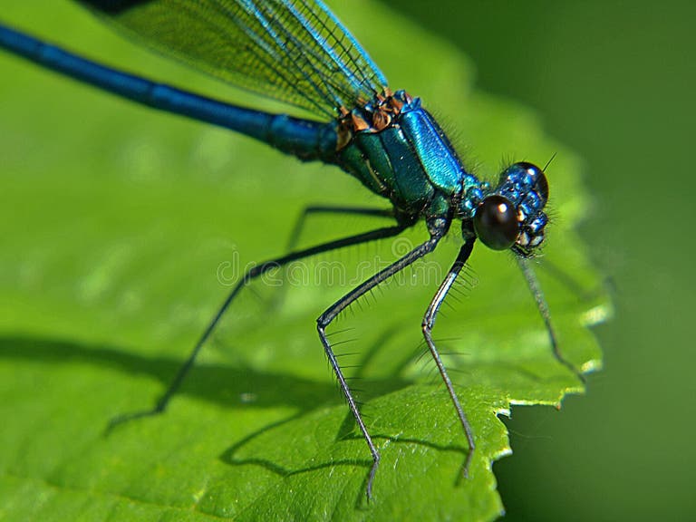 Macro of a Blue Broad-winged Dragonfly Stock Image - Image of animal ...