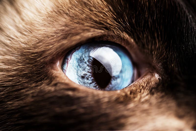 Blue Eye Details Picture. Image: 103161866