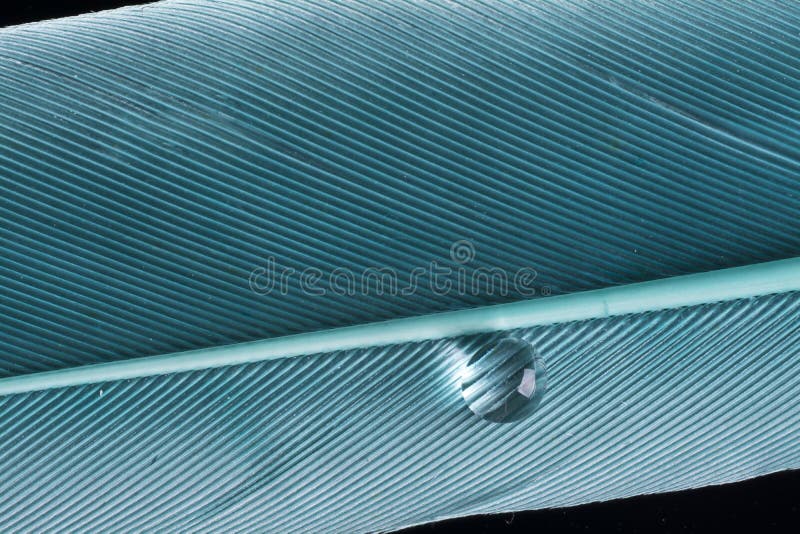 Blue feather with drop stock photo. Image of drop, focus - 111289618