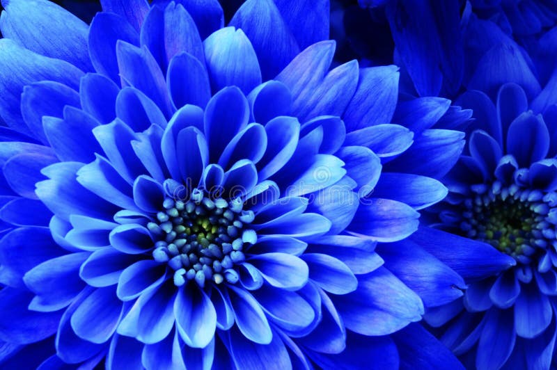Macro of blue flower aster stock photo. Image of background - 105596350