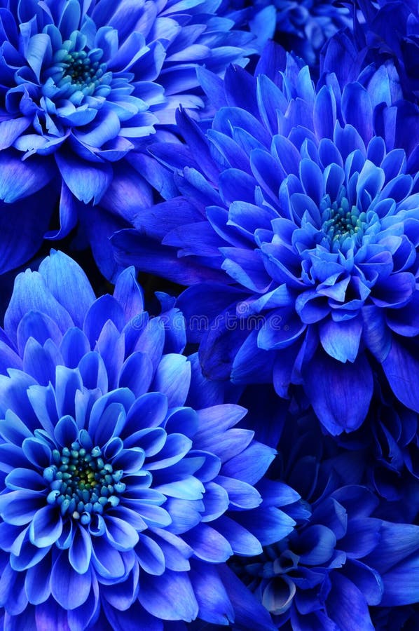 Macro of blue flower aster stock image. Image of background - 39896143