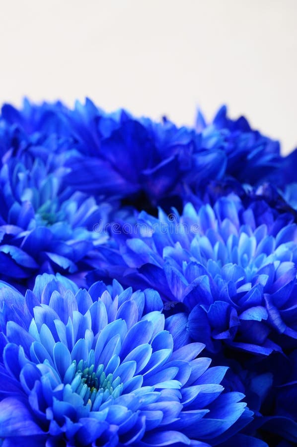 Macro of blue flower aster stock image. Image of petals - 40915171
