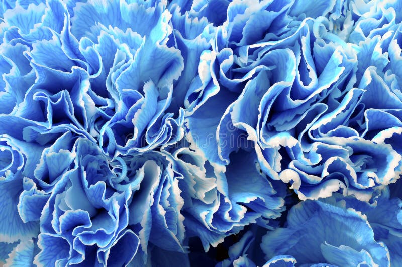 Macro of Red Carnation Texture Stock Photo - Image of wallpaper, live ...