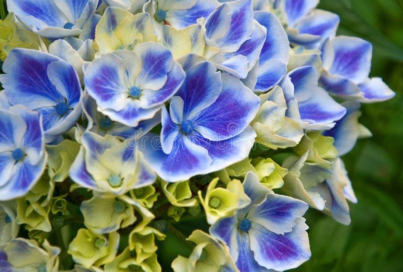 27,994 Blue Hydrangea Flower Stock Photos - Free & Royalty-Free Stock ...