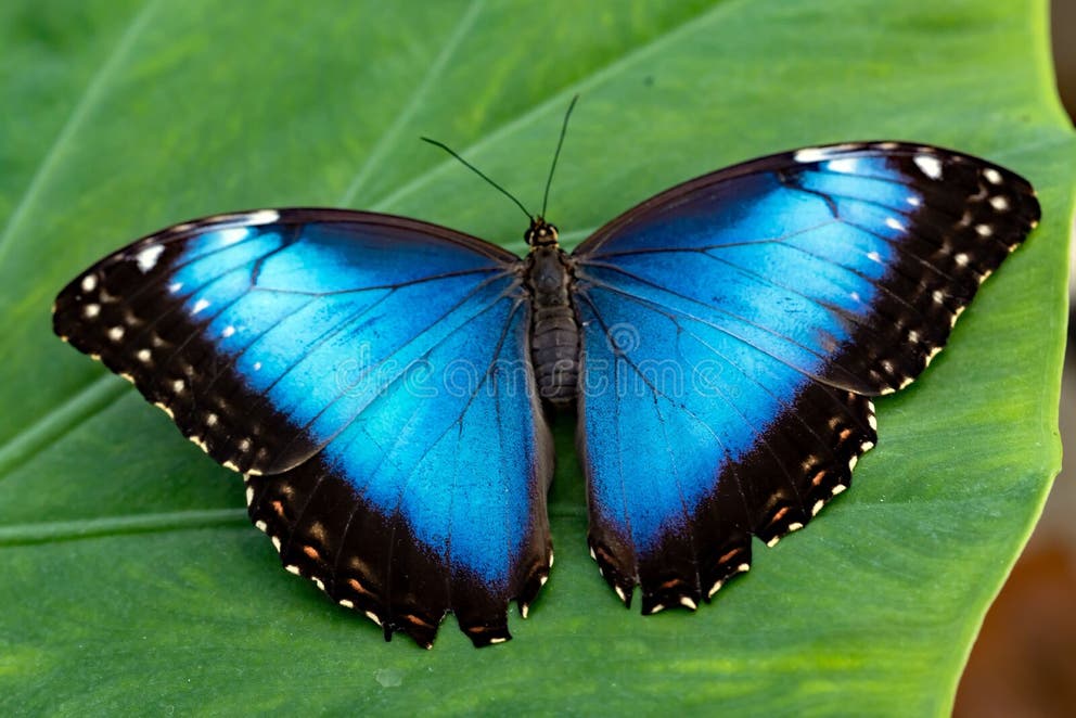 Macro of a Blue Morpho Butterfly Stock Photo - Image of backdrop ...