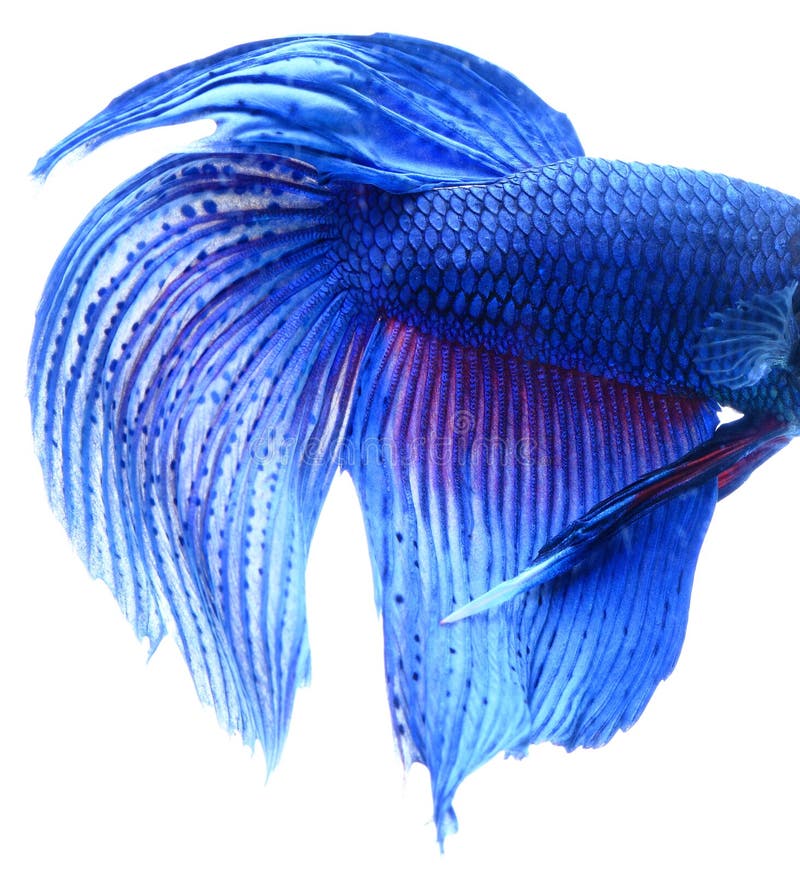 Macro of Blue Siamese Fighting Fish, Betta Splendens Isolated on Stock ...