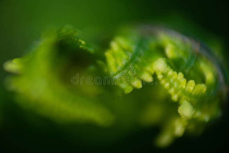 Macro Blurred Shot of a Young Fern Plant Stock Image - Image of blurred ...