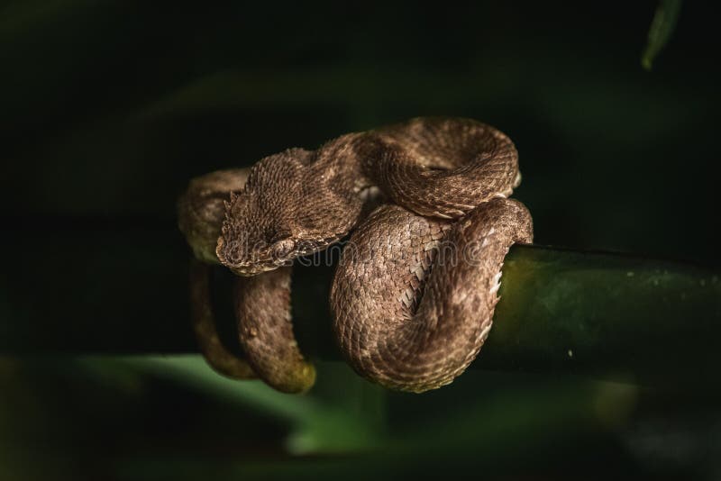 Macro of a Bocaraca Snake Hanging on a Branch Stock Image - Image of ...