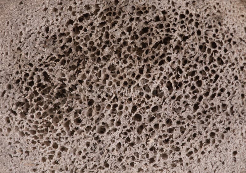 Macro Bone Spongy Structure, Bone Stock Photo - Image of bone, texture ...