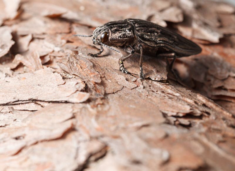 Macro of Borer Beetle on Pine Tree Stock Image - Image of bark, insect ...