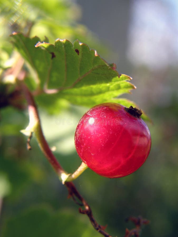 Macro Bright Red Current Fruit on a Branch with Leaves Stock Image ...