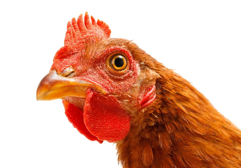 Chicken head stock image. Image of live, macro, ugly, chicken - 4117439