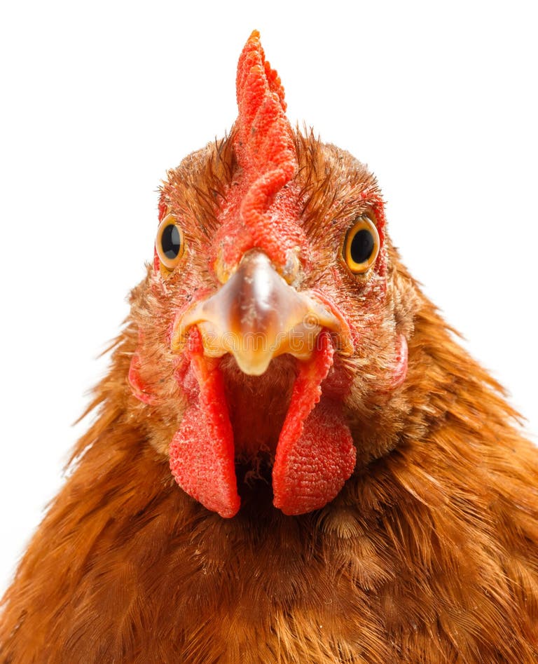 27,911 Chicken Head Stock Photos - Free & Royalty-Free Stock Photos ...