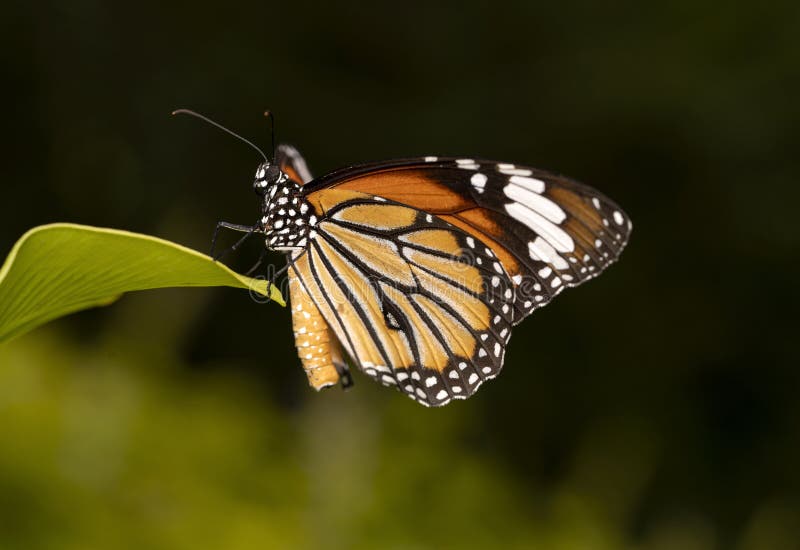 Brown Monarch Butterfly on Leaf, Macro Photo of this Elegant and ...