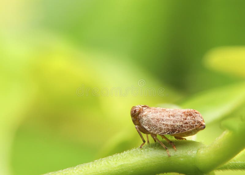 Brown Plant Hopper Paddy Plant Stock Photos - Free & Royalty-Free Stock ...