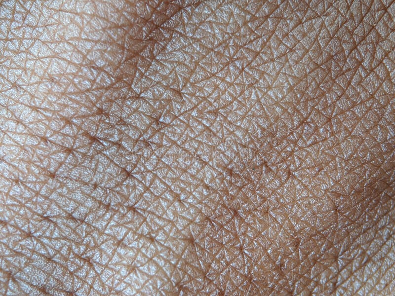 Macro of Brown Skin Texture Stock Image - Image of branch, flooring ...