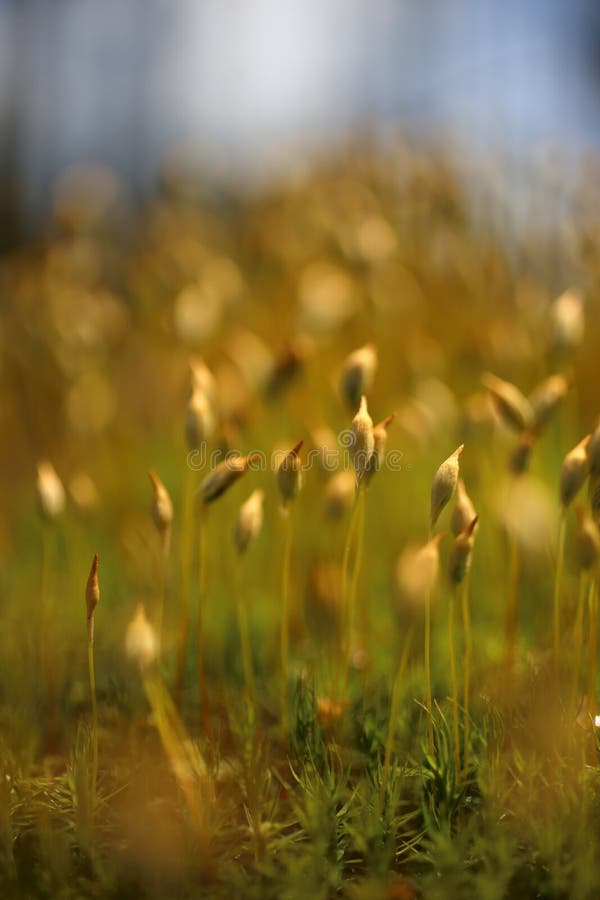 Macro of Bryum Moss on Forest Floor Stock Photo - Image of pohlia ...