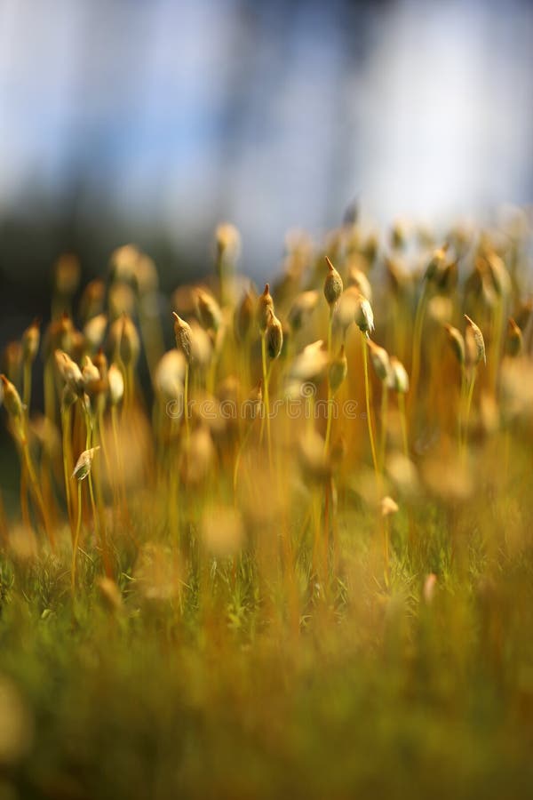 Macro of Bryum Moss on Forest Floor Stock Photo - Image of environment ...