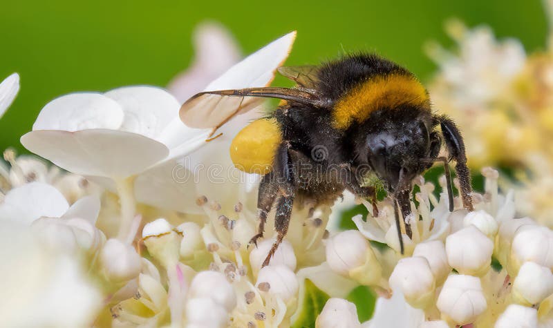 Macro of a Buff-tailed Bumblebee, Bombus Terrestris Pollinating on a ...