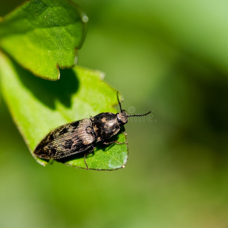 1,531 Strong Bug Closeup Stock Photos - Free & Royalty-Free Stock ...