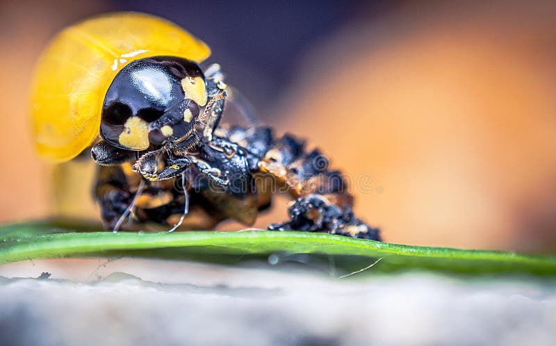 Macro of a bug stock image. Image of beauty, wildlife - 28368065