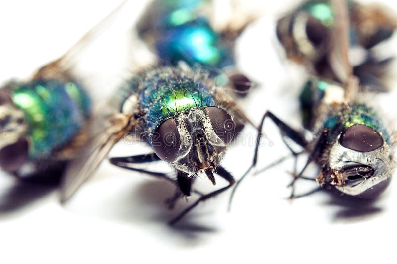 Macro of a bug stock photo. Image of pest, eyes, isolated - 28371104