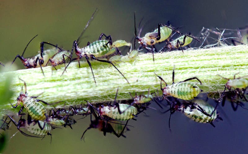 Macro of a bug stock photo. Image of macro, life, antenna - 28371324