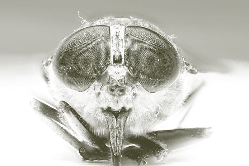 Macro of a bug stock image. Image of summer, wildlife - 28373947