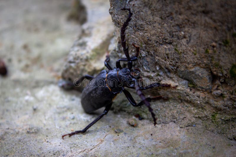 Macro Bug on Concrete Floor Stock Image - Image of wild, summer: 155815437