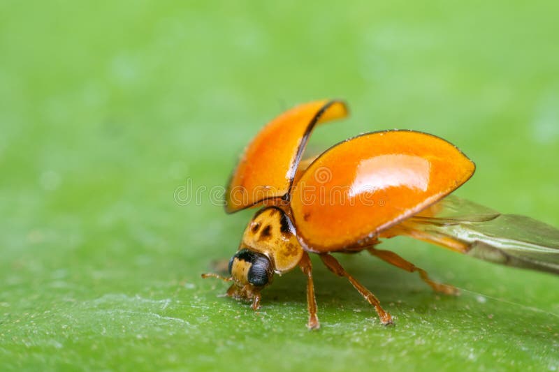 Macro of Bug Insect (Ladybug) on Leaf in Nature Stock Photo - Image of ...