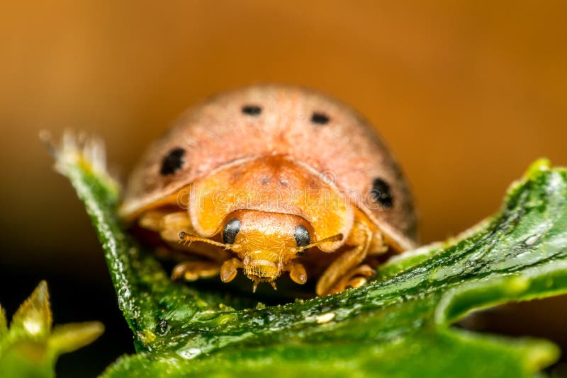 Macro Of Orange Peel Texture Surface Stock Image - Image of background ...