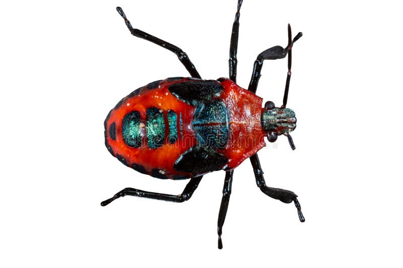 Macro of a Bug Isolated on a White Stock Illustration - Illustration of ...