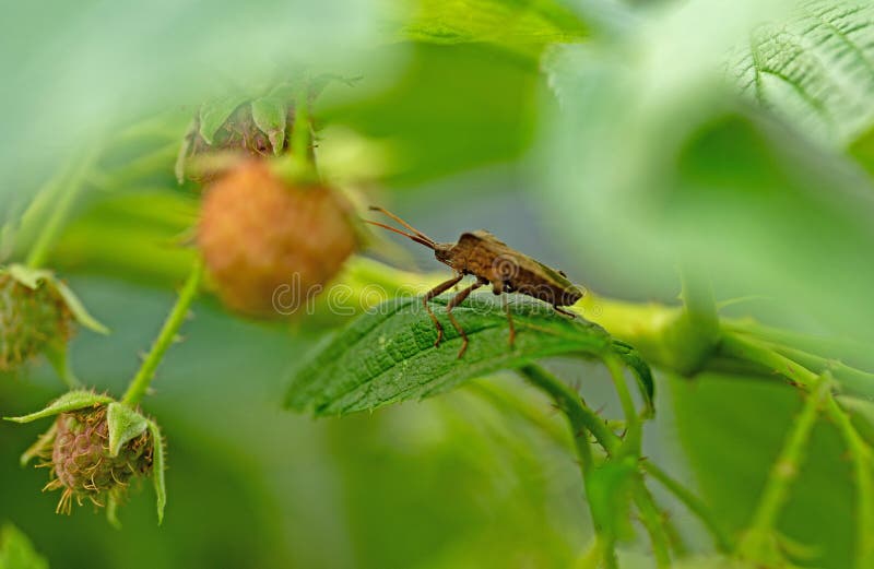 Macro of a Bug on a Raspberry Bush with Blurred Background Stock Image ...