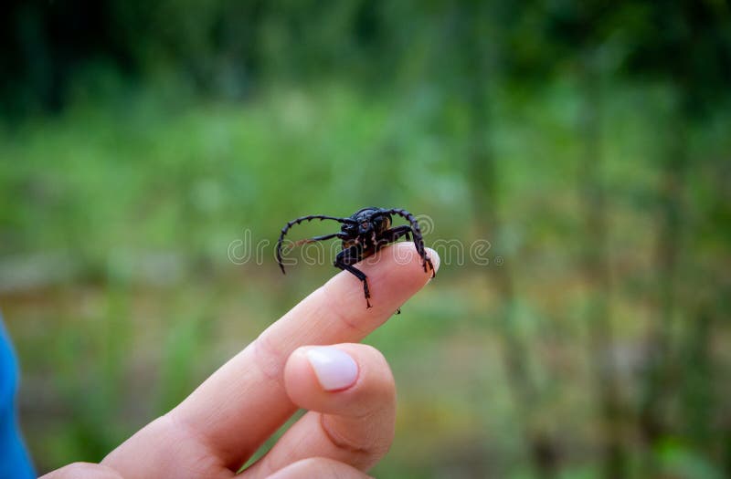 Macro bug on woman hand stock photo. Image of fauna - 155815436