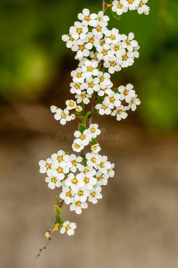 Macro D'un Arbuste Avec De Petites Fleurs Blanches Sur Une Branche ...