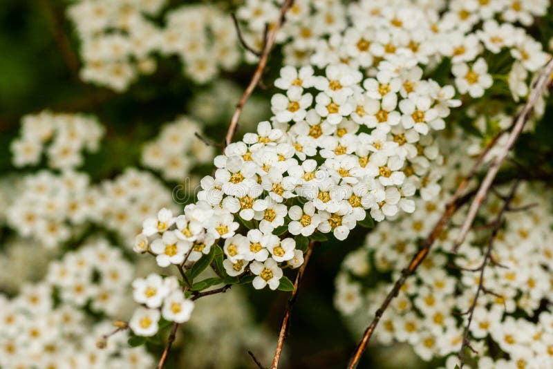 Macro D'un Arbuste Avec De Petites Fleurs Blanches Sur Une Branche ...