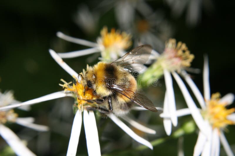 Macro bumblebee on flower stock photo. Image of flowers - 69554020