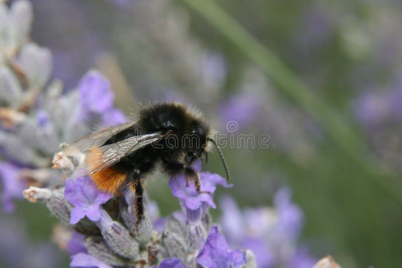Macro bumblebee on flower stock photo. Image of flowers - 69554020