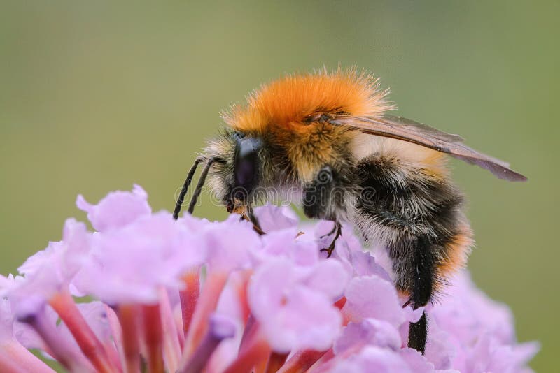 Macro of a Bumblebee Foraging on a Flower Stock Image - Image of macro ...