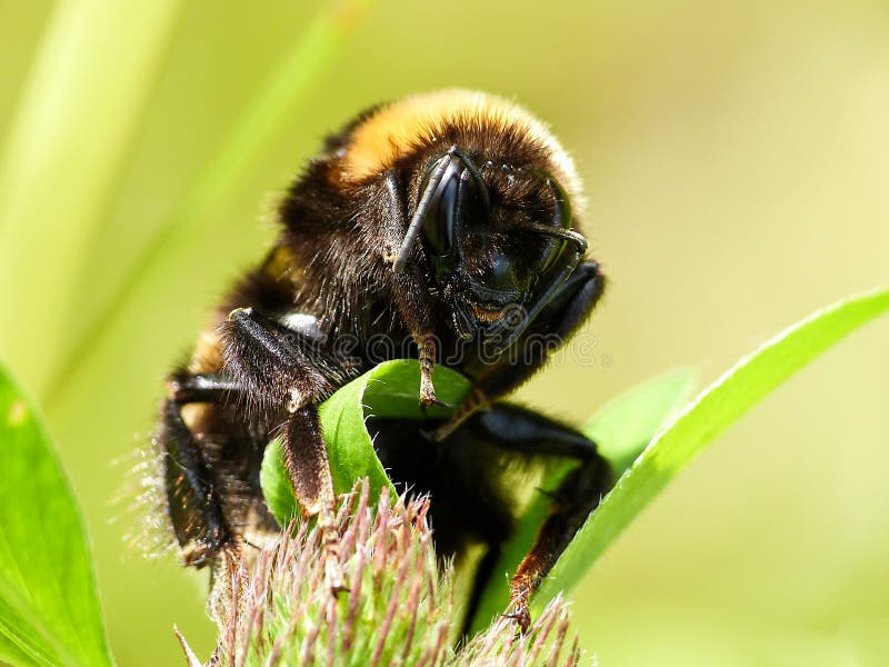 Macro bumblebee on flower stock photo. Image of flowers - 69554020