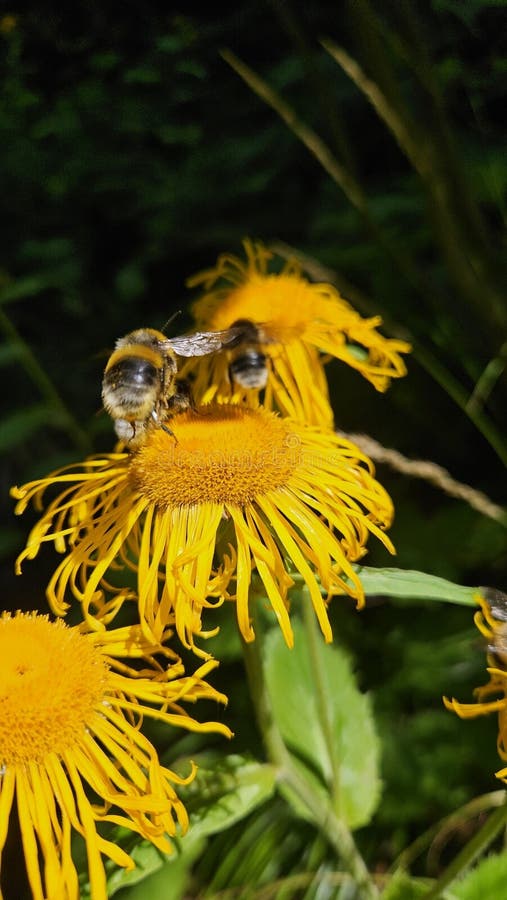 Macro Bumblebee on Yellow Flower. Multiple Bumblebee Stock Image ...