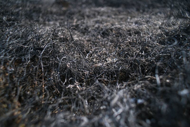 Macro of Burnt Grass. Burnt Grass Texture Stock Photo - Image of ...