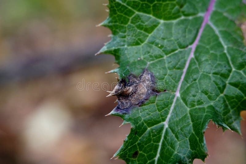 Macro of a burnt leaf stock photo. Image of beautiful - 263385468